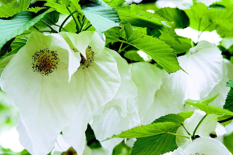The Dove Tree,the Living Fossil PlantThe – China Travel