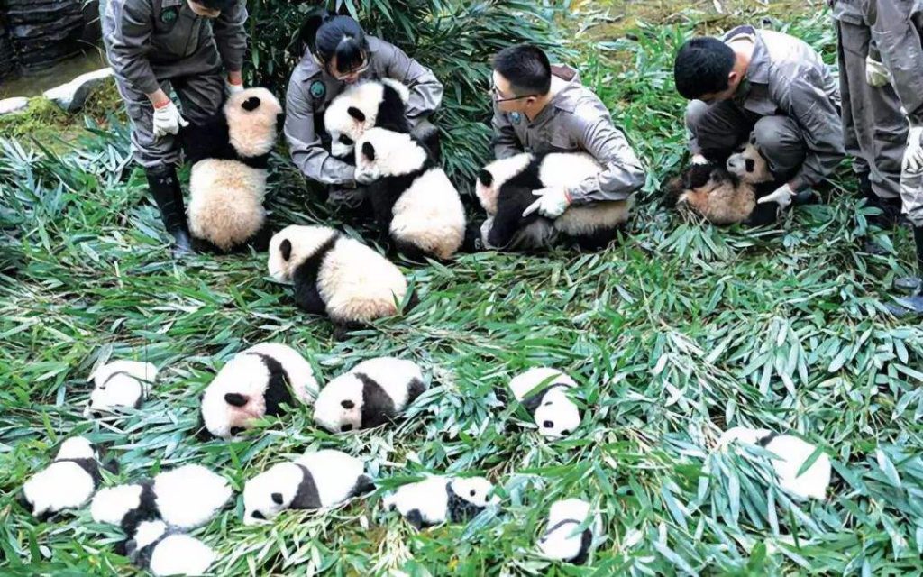 Panda breeding base – China Travel