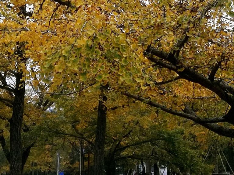 Great Ancient Gingko Forest – China Travel